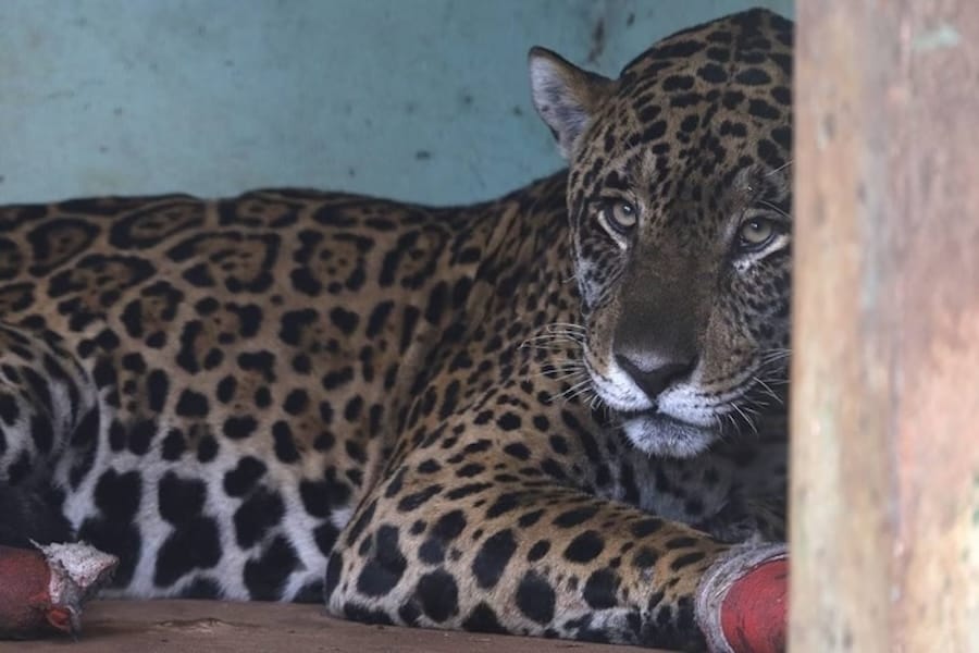 Morre ‘Antã’, onça-pintada que tinha sido resgatada dos incêndios no ...